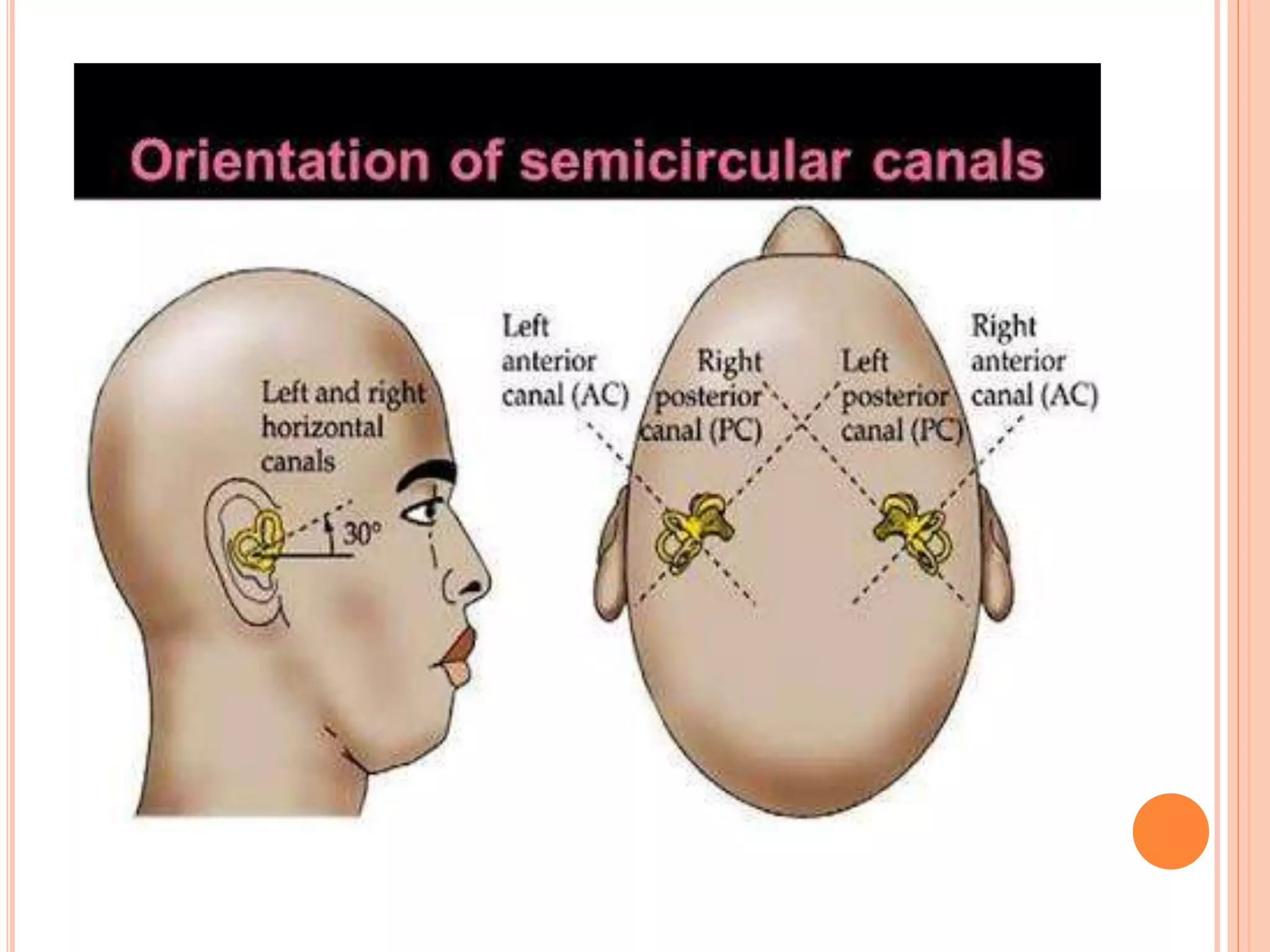 Inner ear anatomy | PPTX