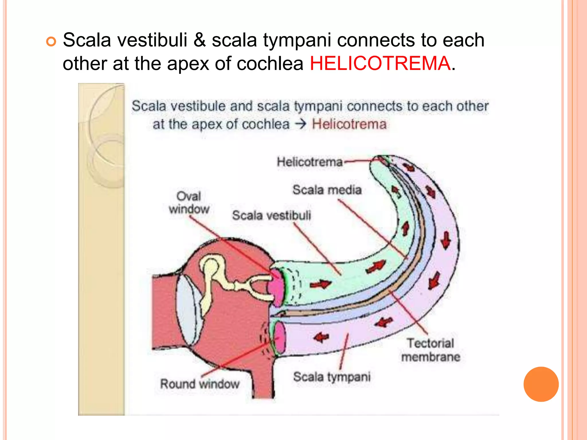 Inner ear anatomy | PPTX