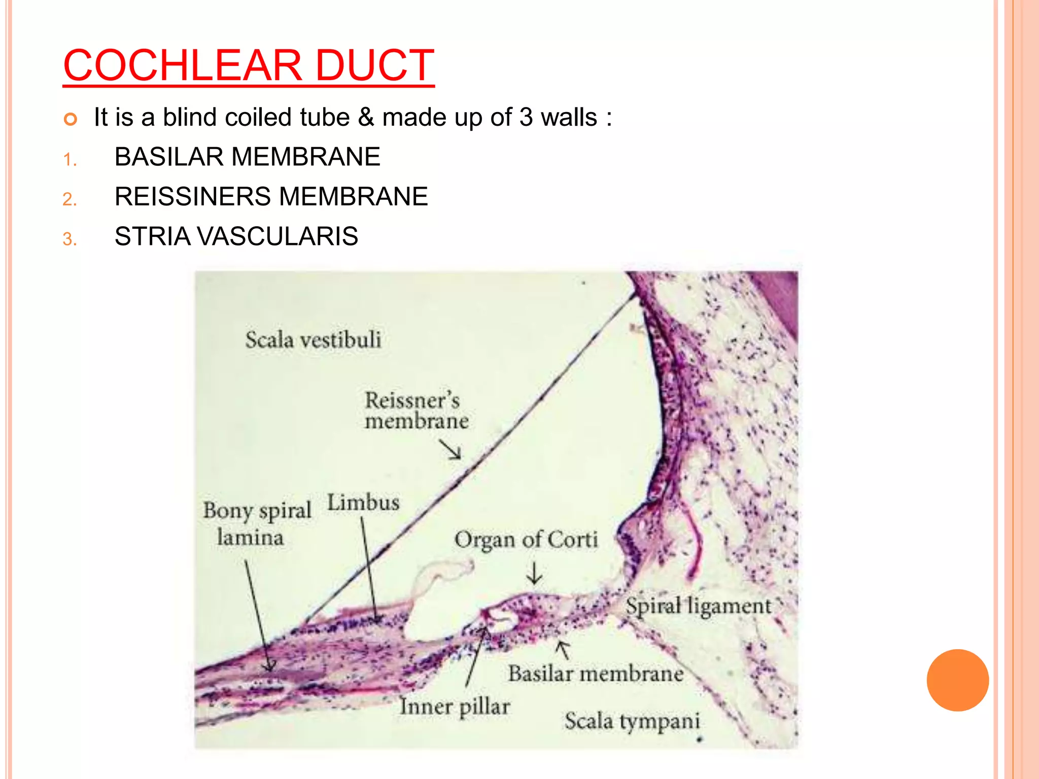 Inner ear anatomy | PPTX