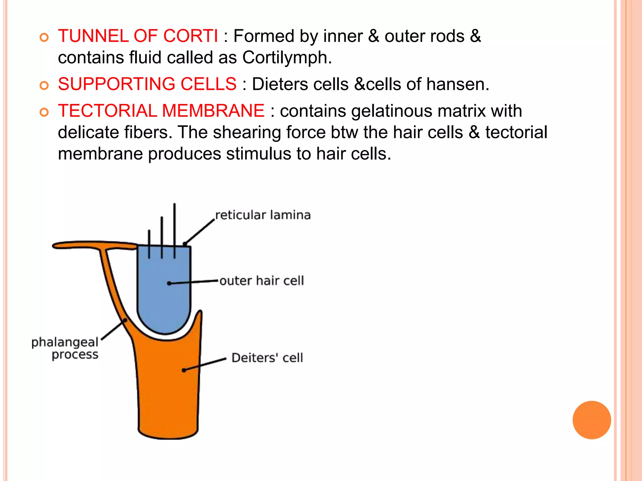 Inner ear anatomy | PPTX