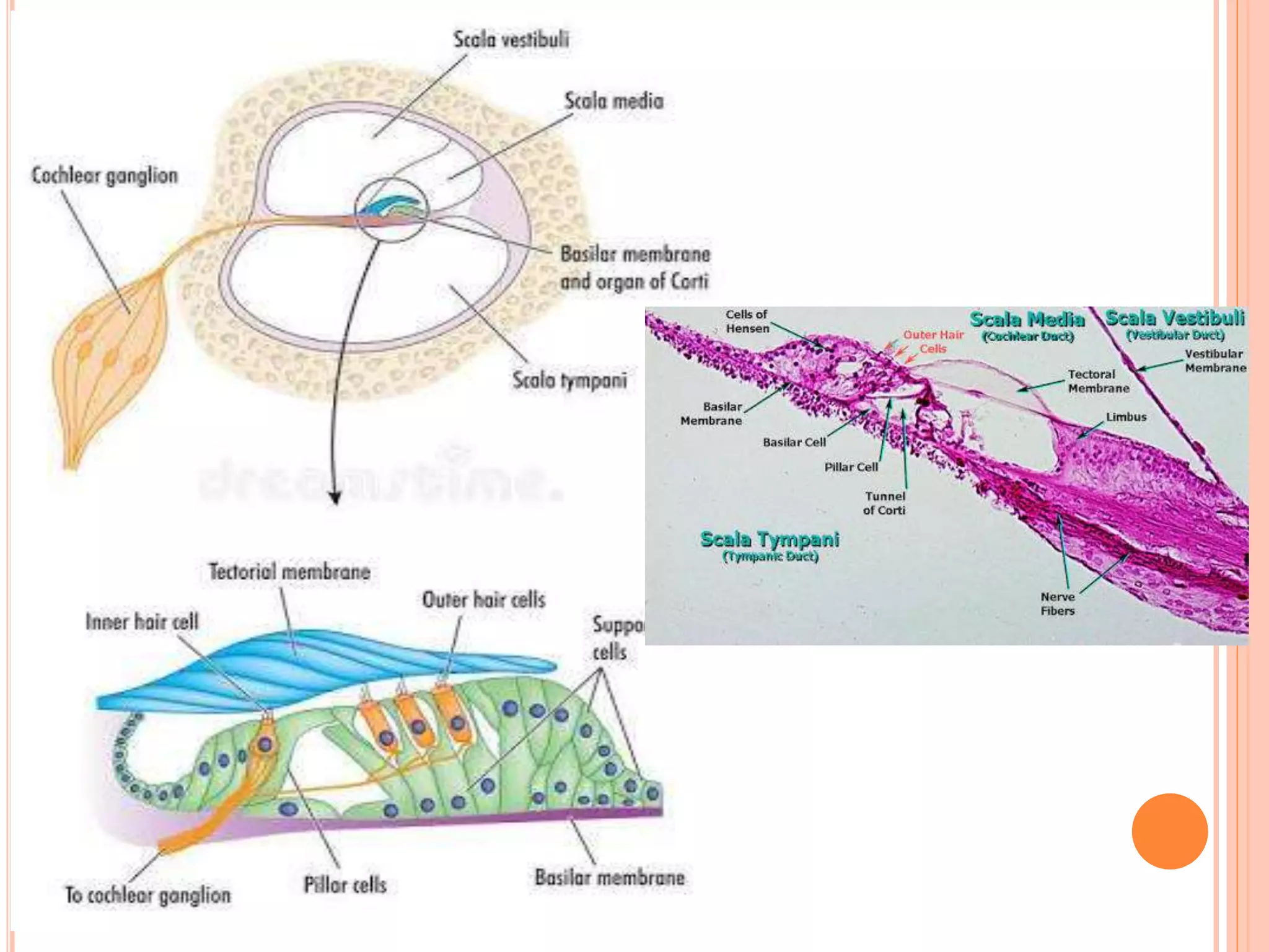 Inner ear anatomy | PPTX