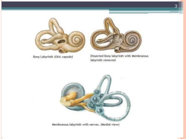 Inner ear anatomy | PPT