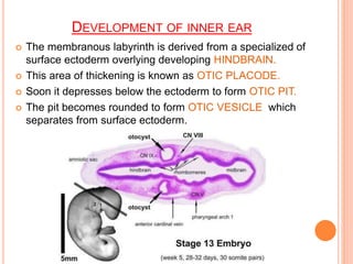 Inner ear anatomy | PPTX