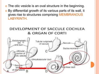 Inner ear anatomy | PPTX