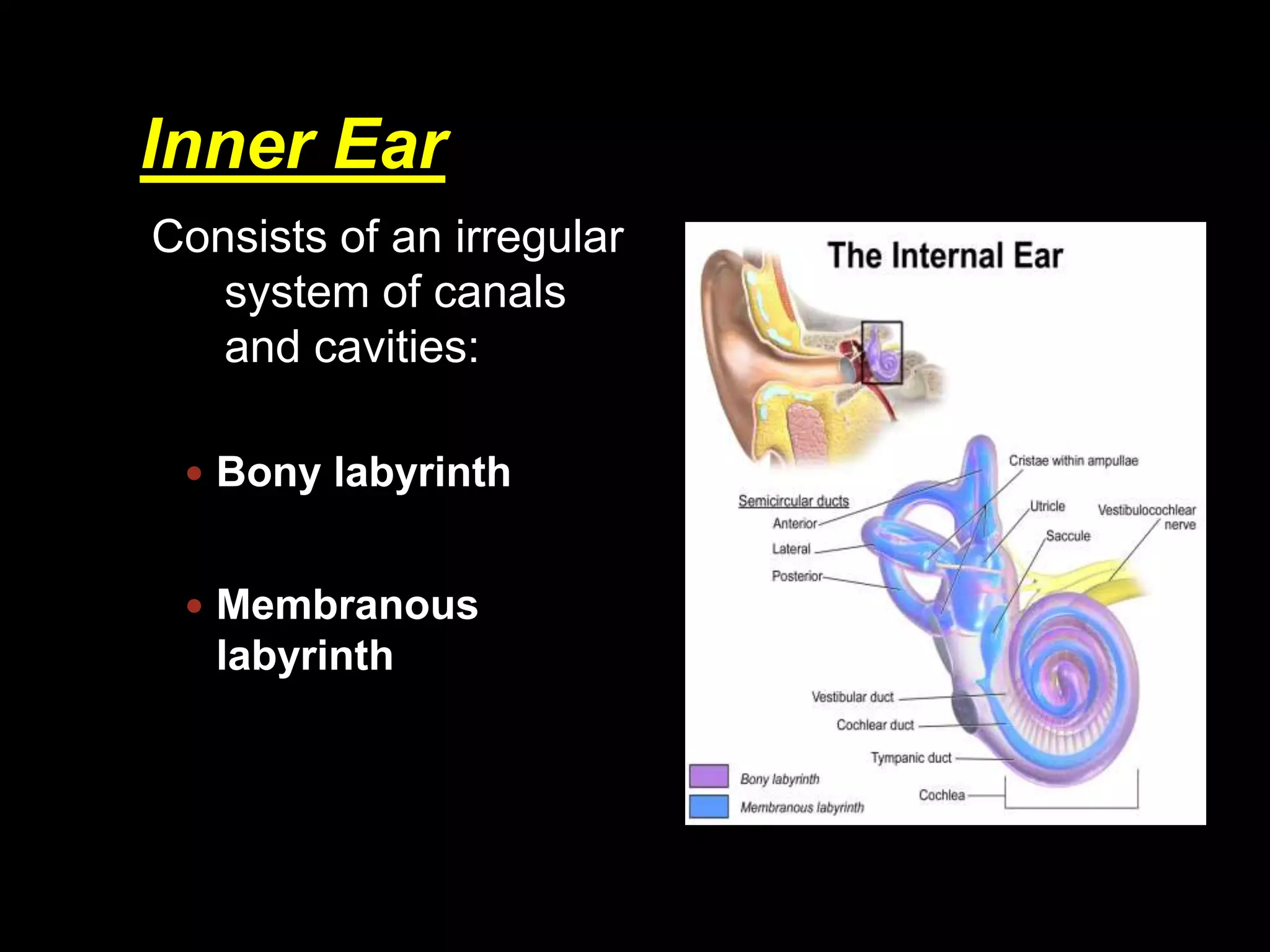 Inner ear anatomy | PPTX