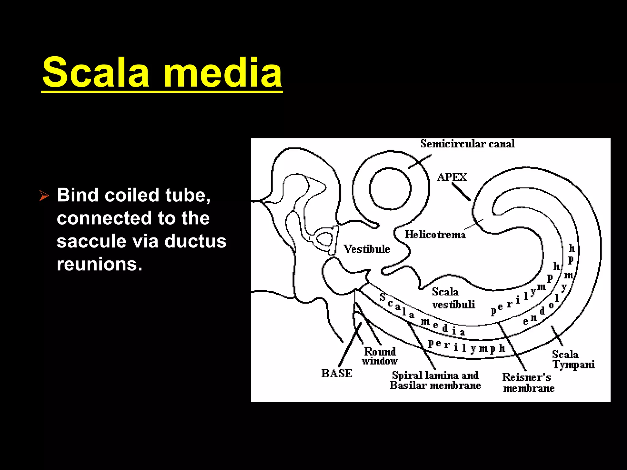 Inner ear anatomy | PPTX