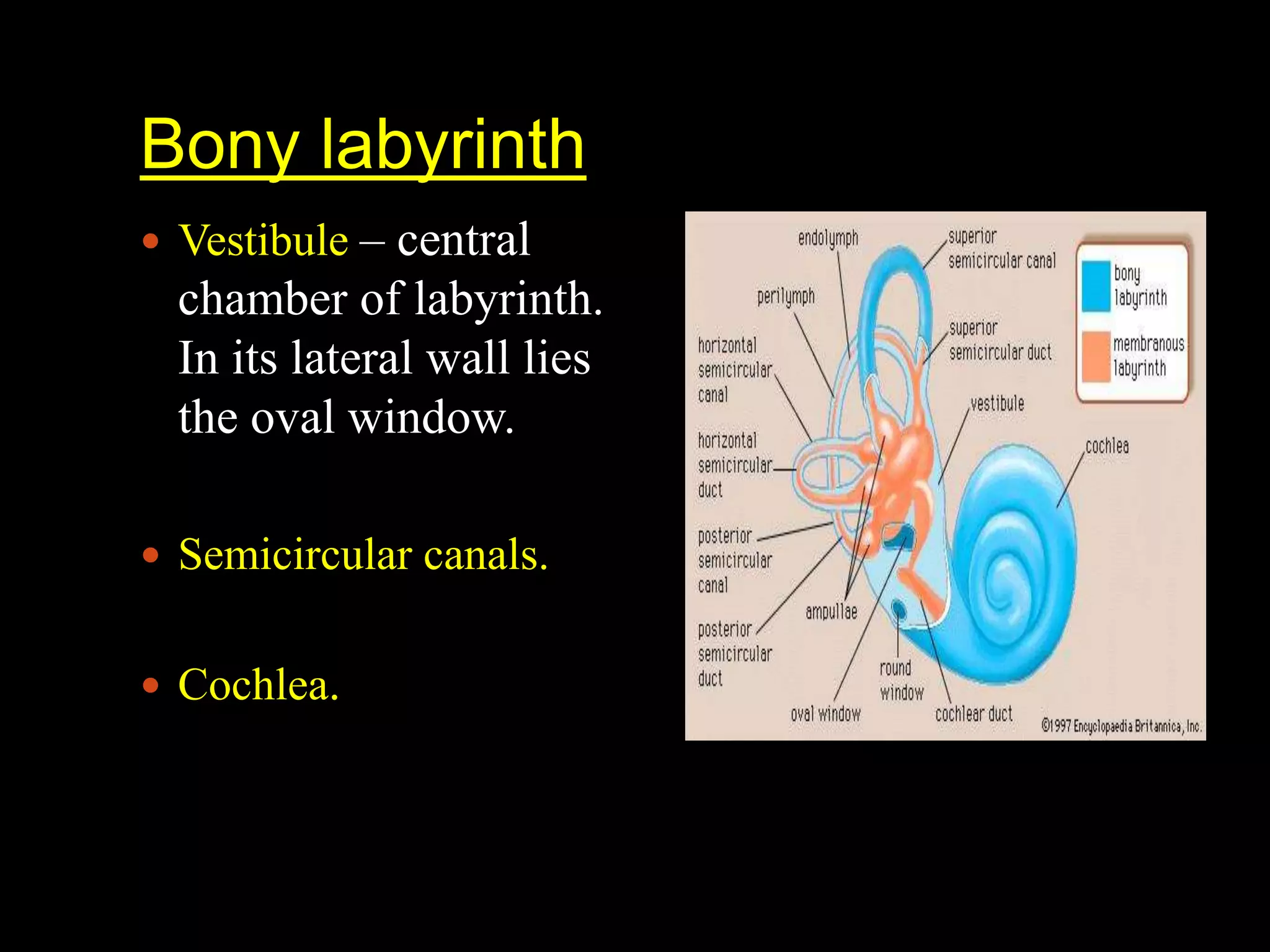 Inner ear anatomy | PPTX