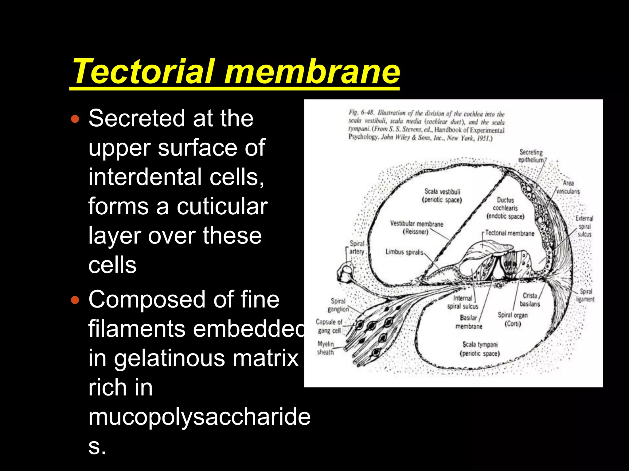Inner ear anatomy | PPTX