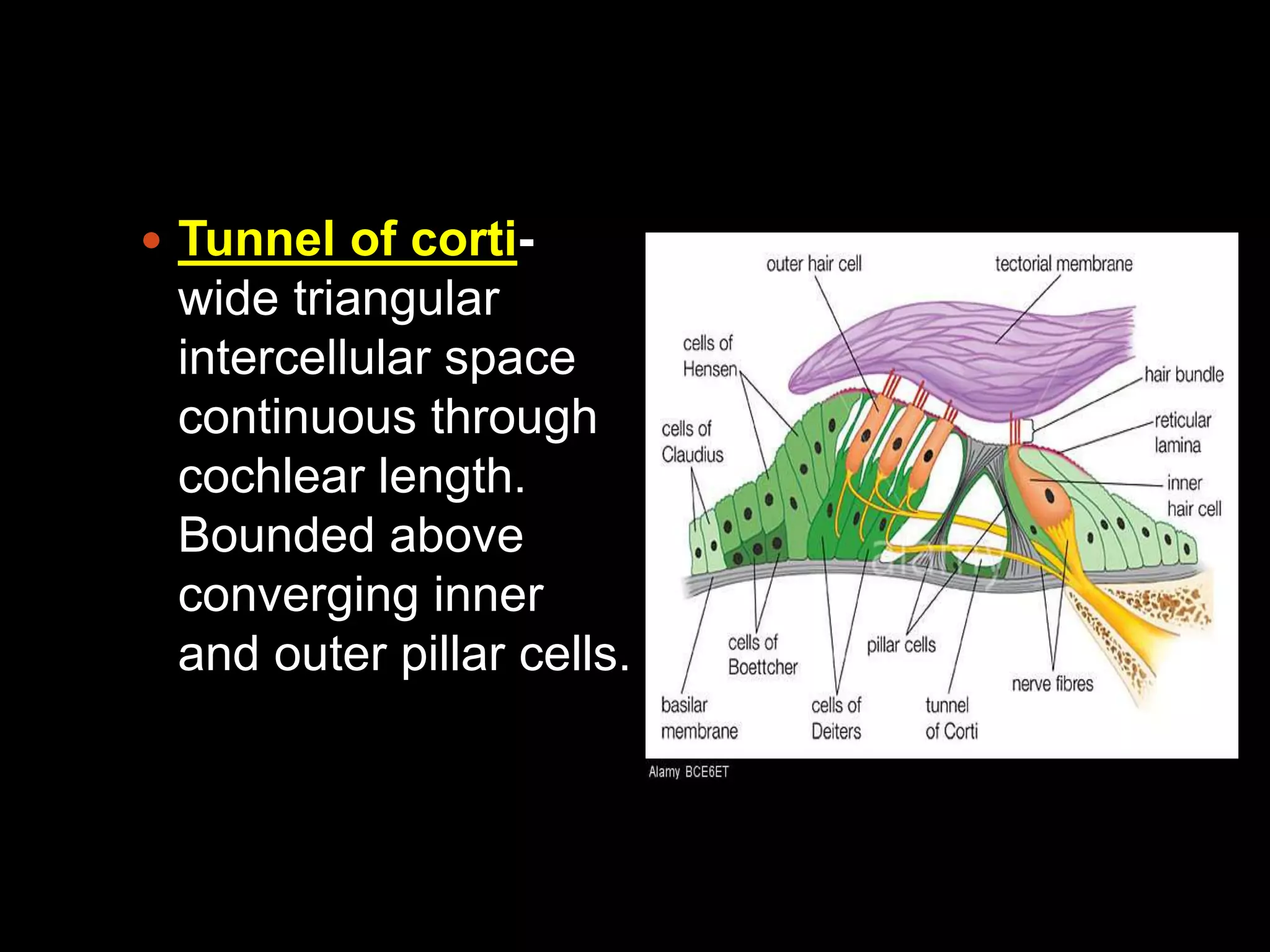 Inner ear anatomy | PPTX