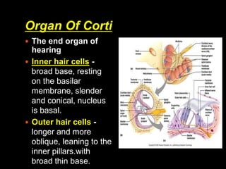 Inner ear anatomy | PPTX