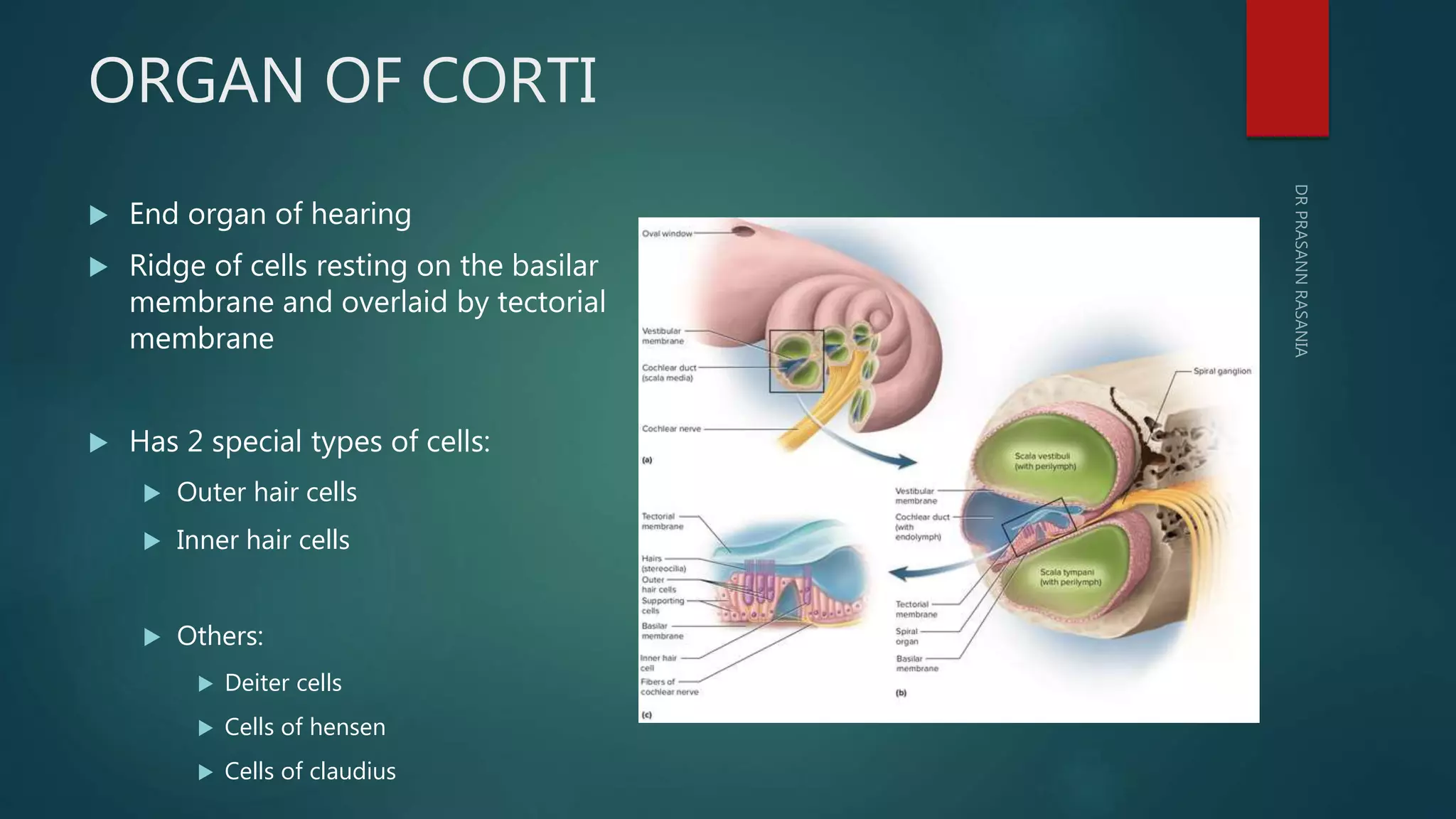 Inner ear anatomy & physiology of hearing | PPTX