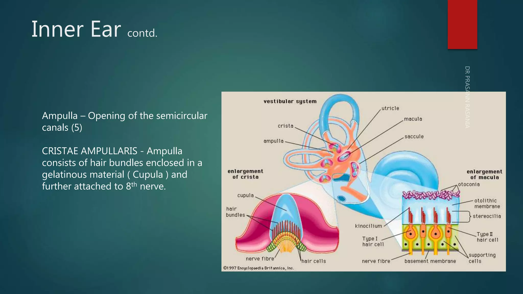 Inner ear anatomy & physiology of hearing | PPTX | Digital Audio ...
