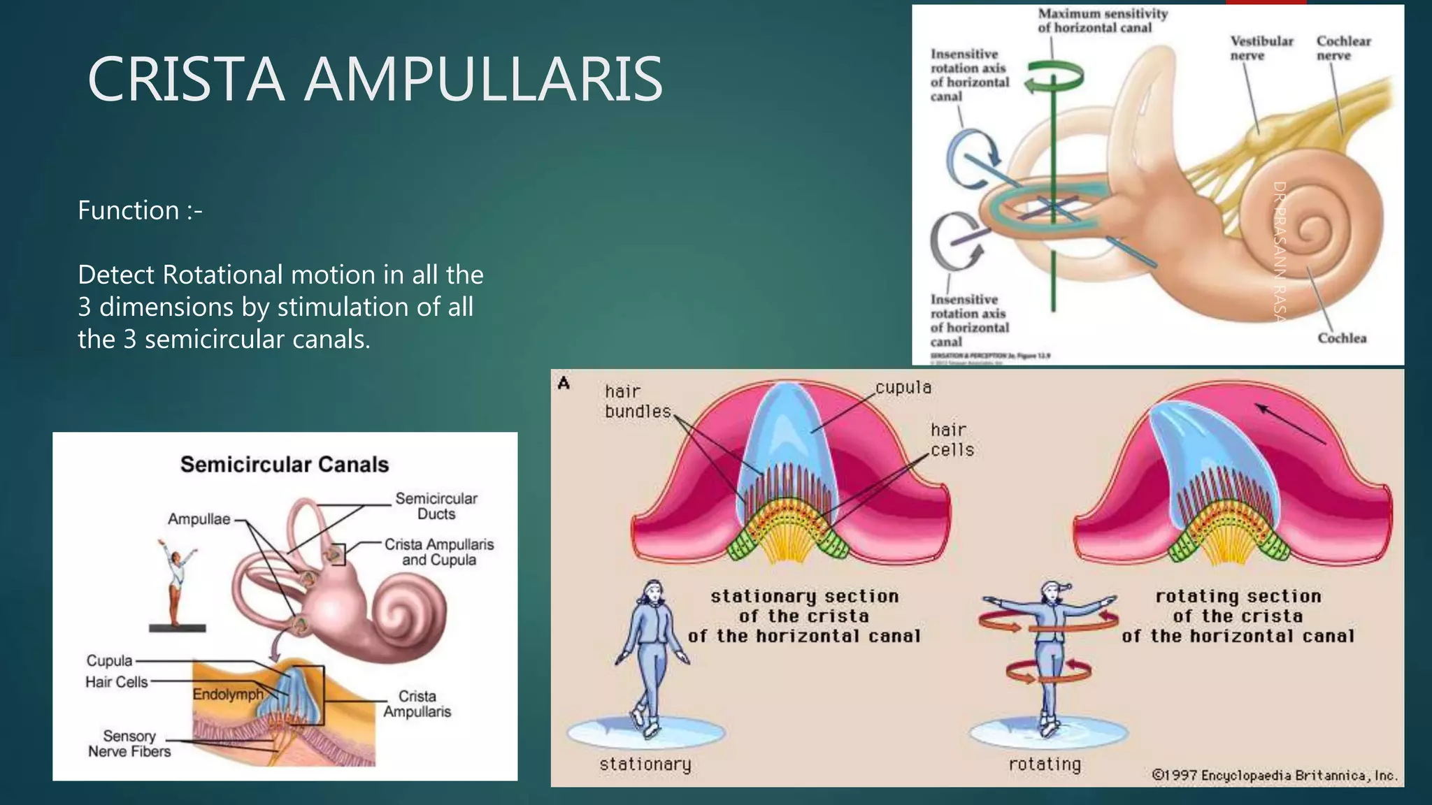 Inner ear anatomy & physiology of hearing | PPTX
