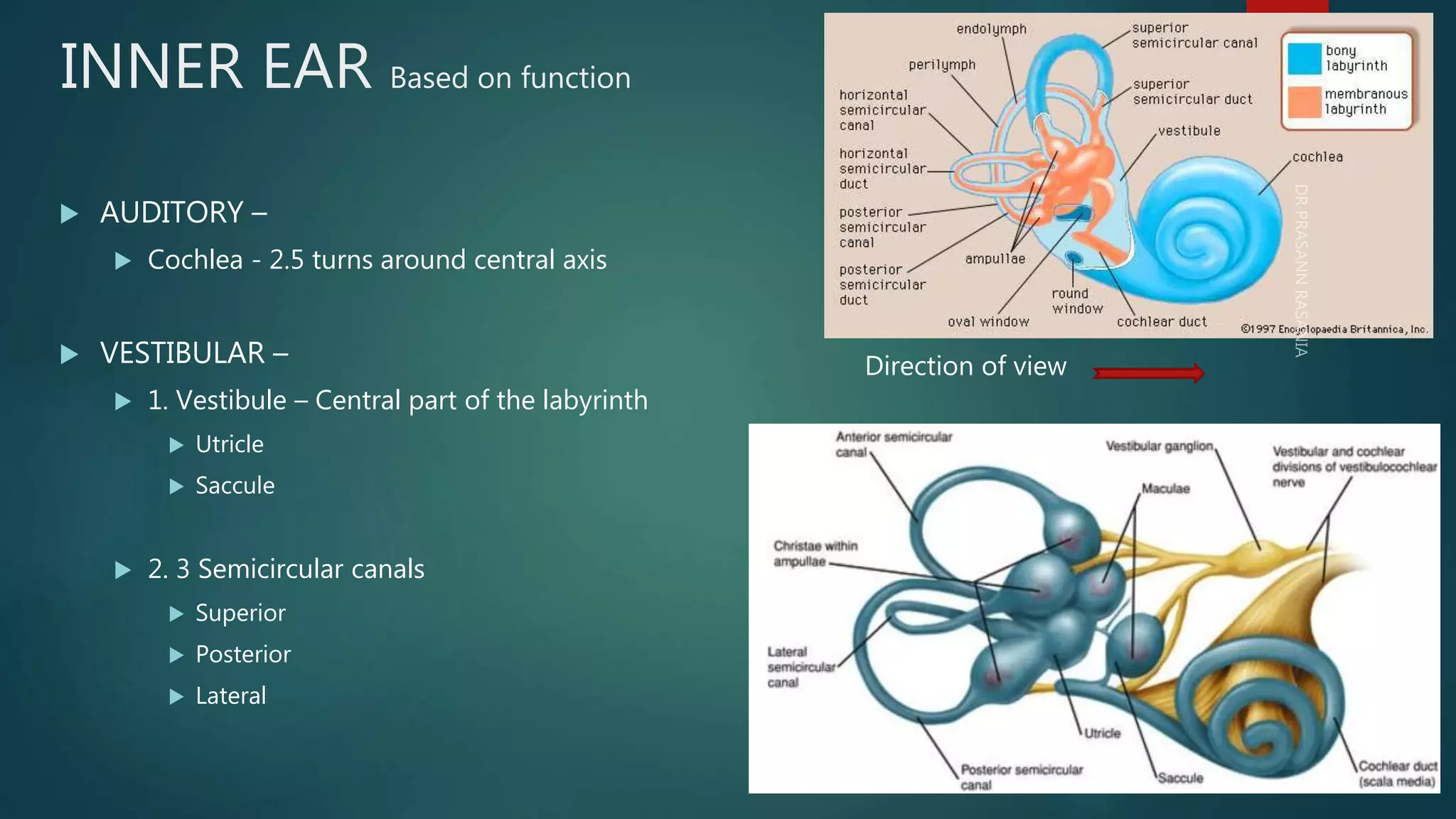 Inner ear anatomy & physiology of hearing | PPTX