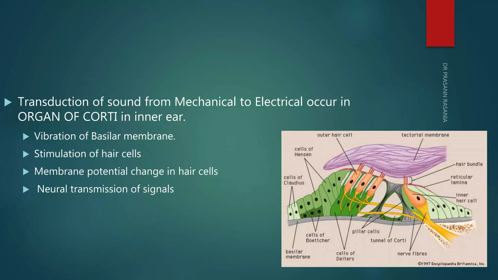 Inner ear anatomy & physiology of hearing | PPTX