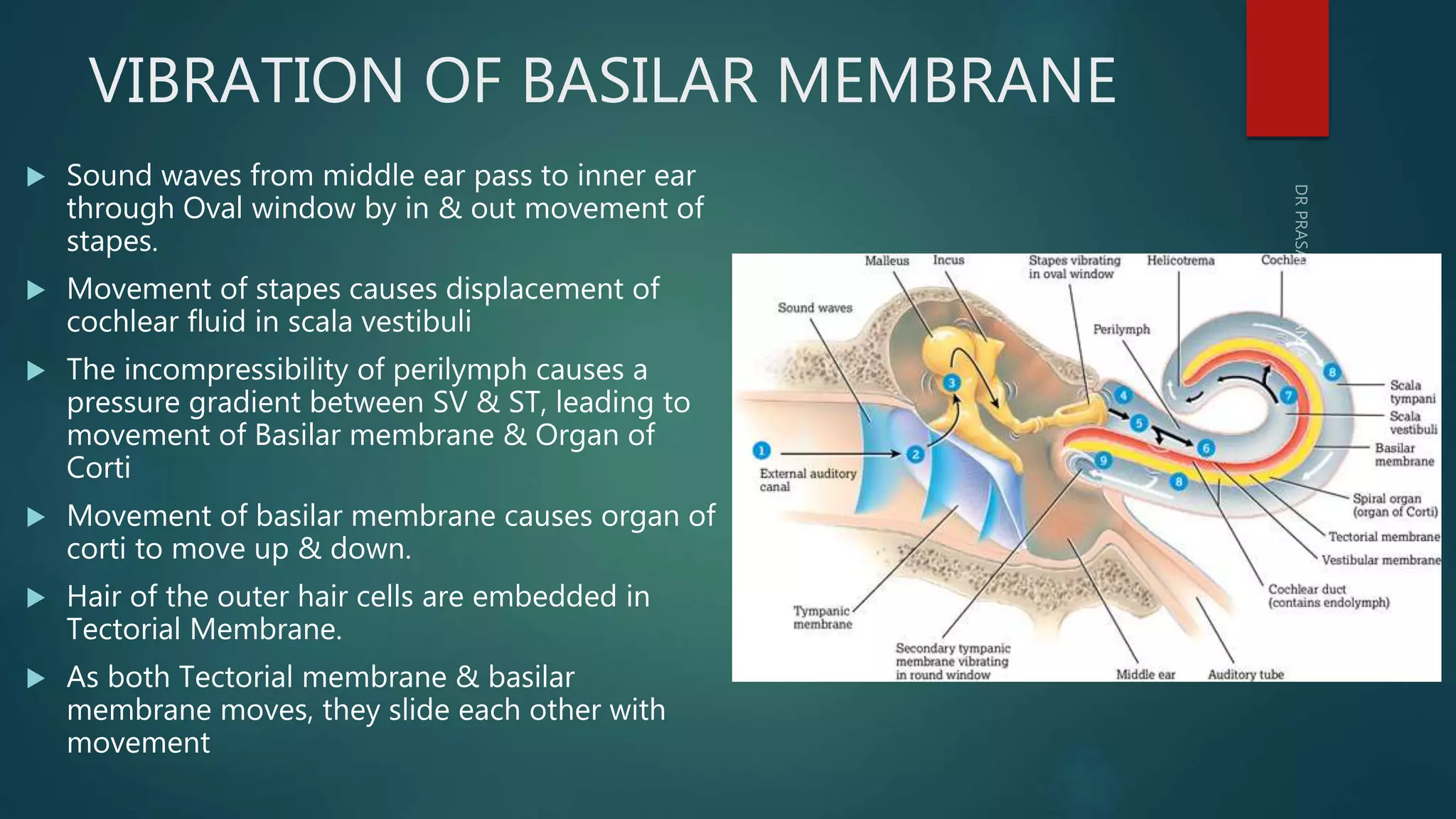 Inner ear anatomy & physiology of hearing | PPTX