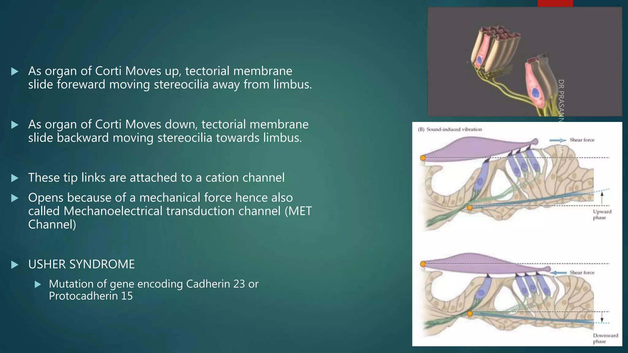 Inner ear anatomy & physiology of hearing | PPTX