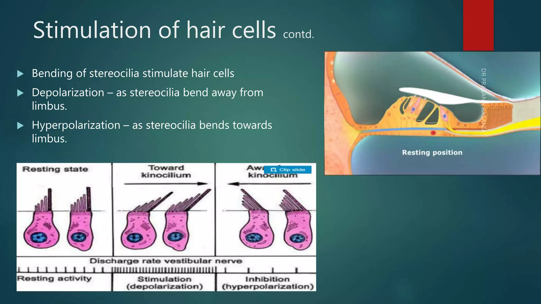 Inner ear anatomy & physiology of hearing | PPTX