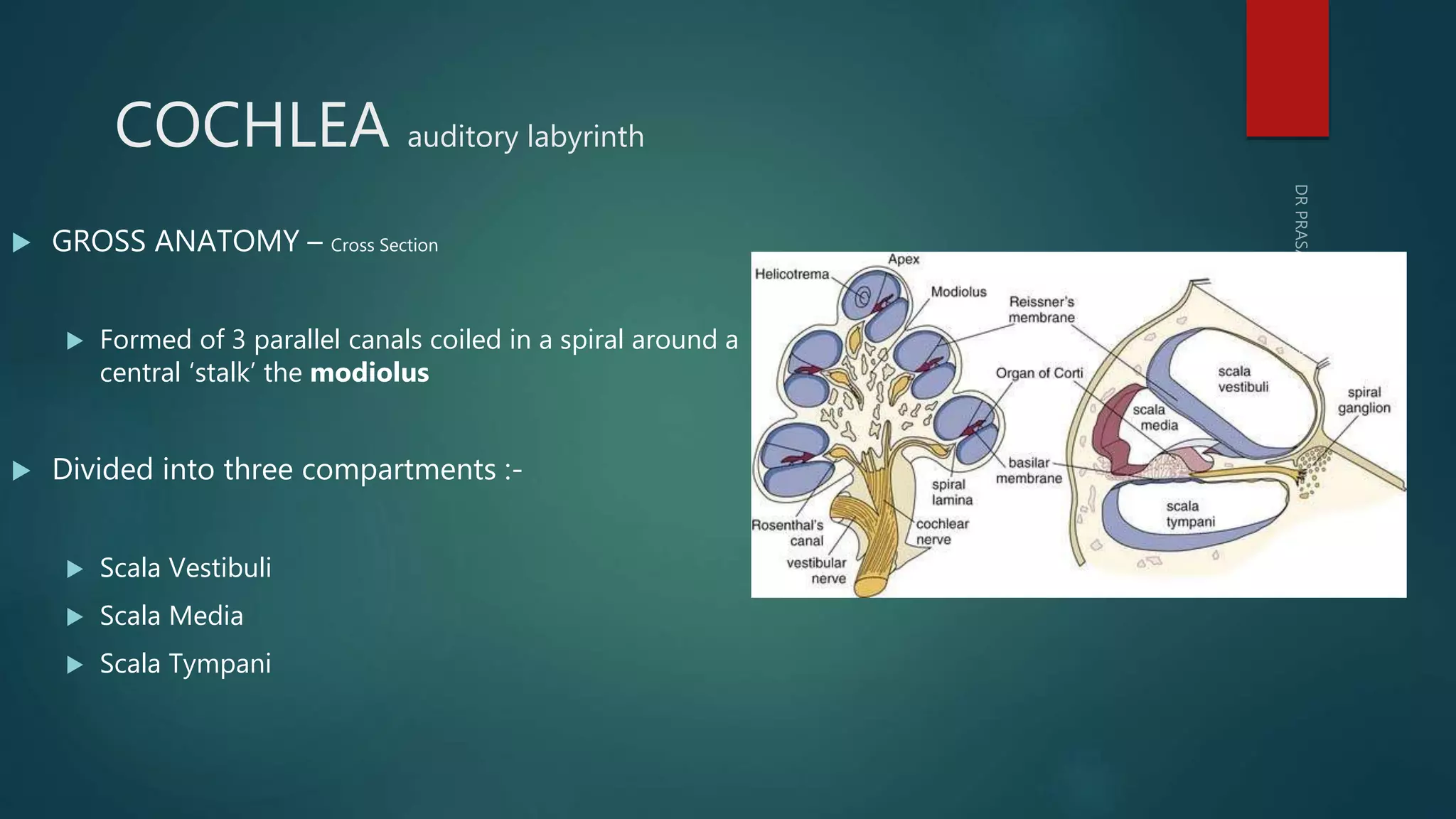 Inner ear anatomy & physiology of hearing | PPTX
