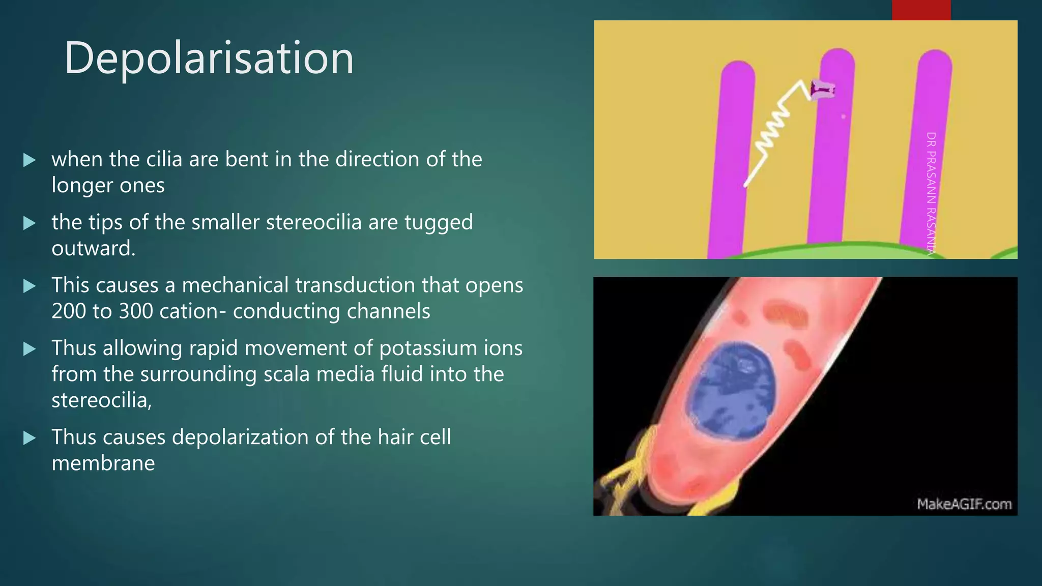 Inner ear anatomy & physiology of hearing | PPTX