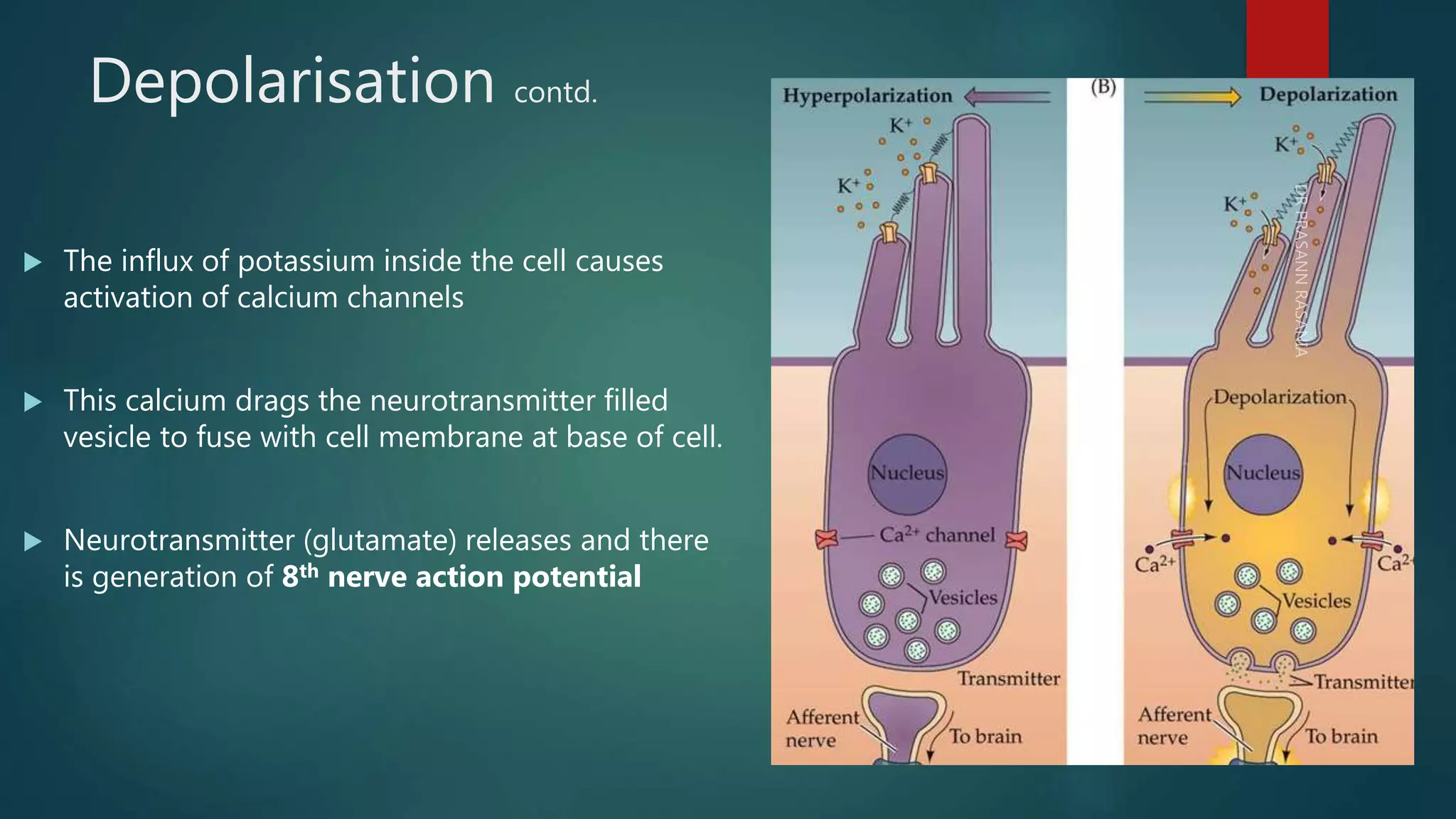 Inner ear anatomy & physiology of hearing | PPTX