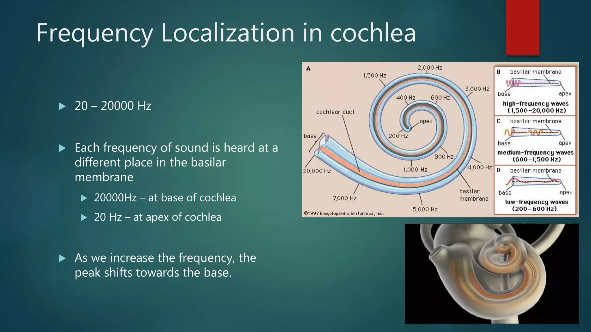 Inner ear anatomy & physiology of hearing | PPTX