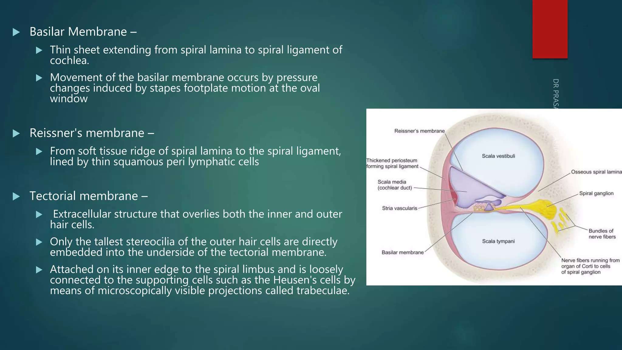Inner ear anatomy & physiology of hearing | PPTX