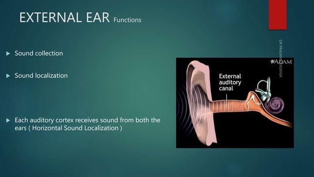 Inner ear anatomy & physiology of hearing | PPTX | Digital Audio ...