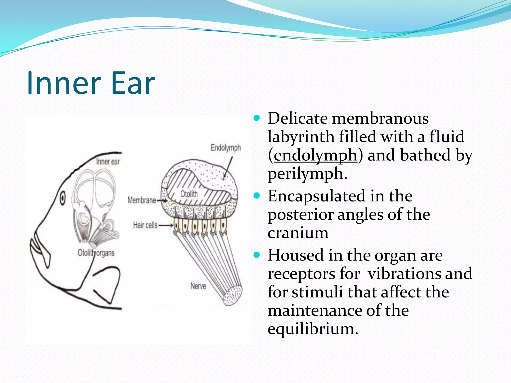 Inner ear and weberian apparatus | PPTX