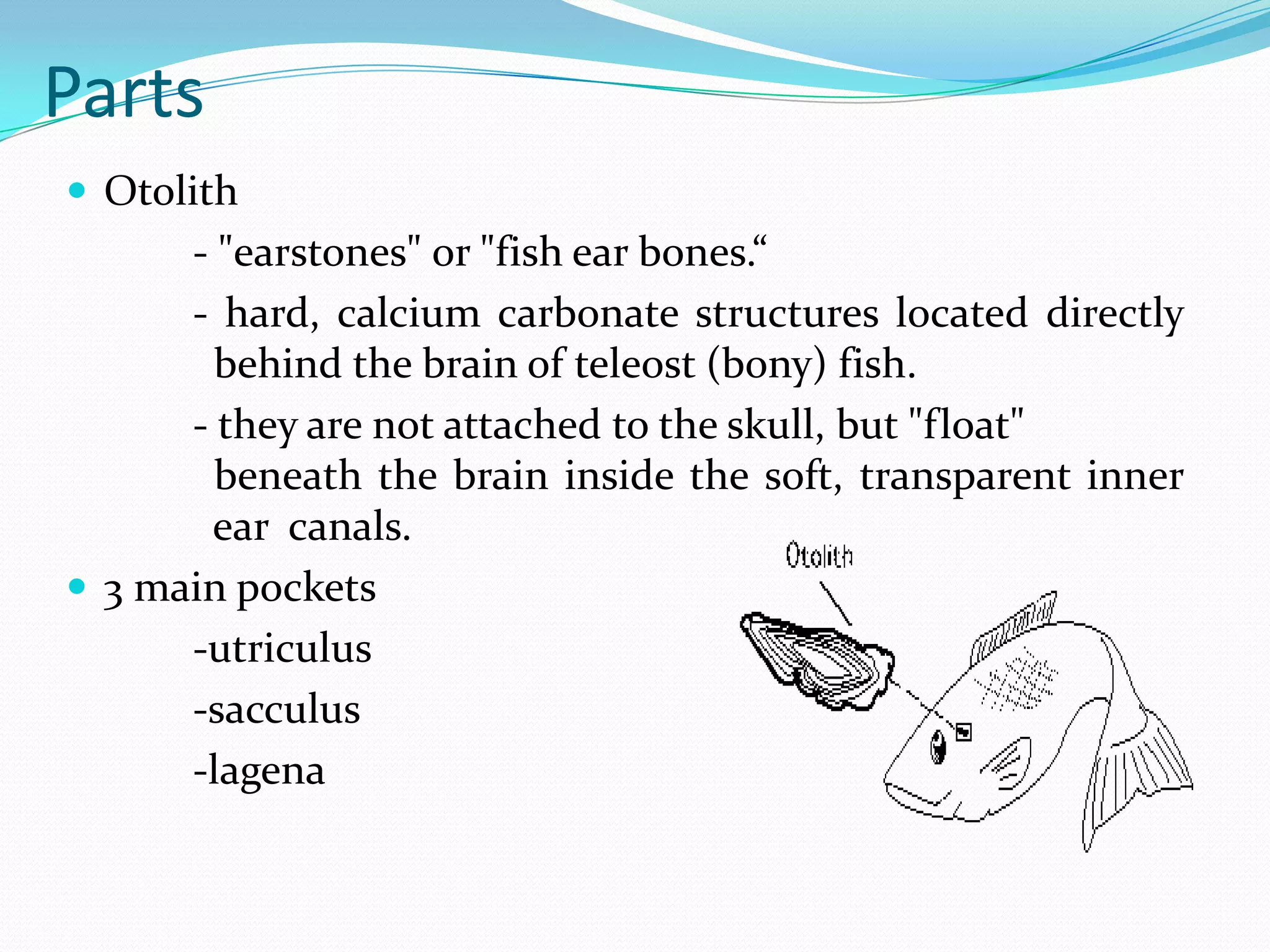 Inner ear and weberian apparatus | PPTX