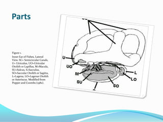 Inner ear and weberian apparatus | PPTX