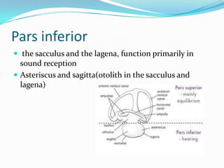Inner ear and weberian apparatus | PPTX