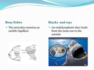 Inner ear and weberian apparatus | PPTX