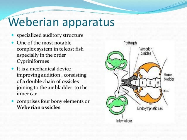 Inner ear and weberian apparatus