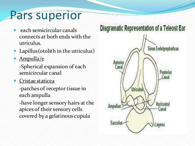 Inner ear and weberian apparatus