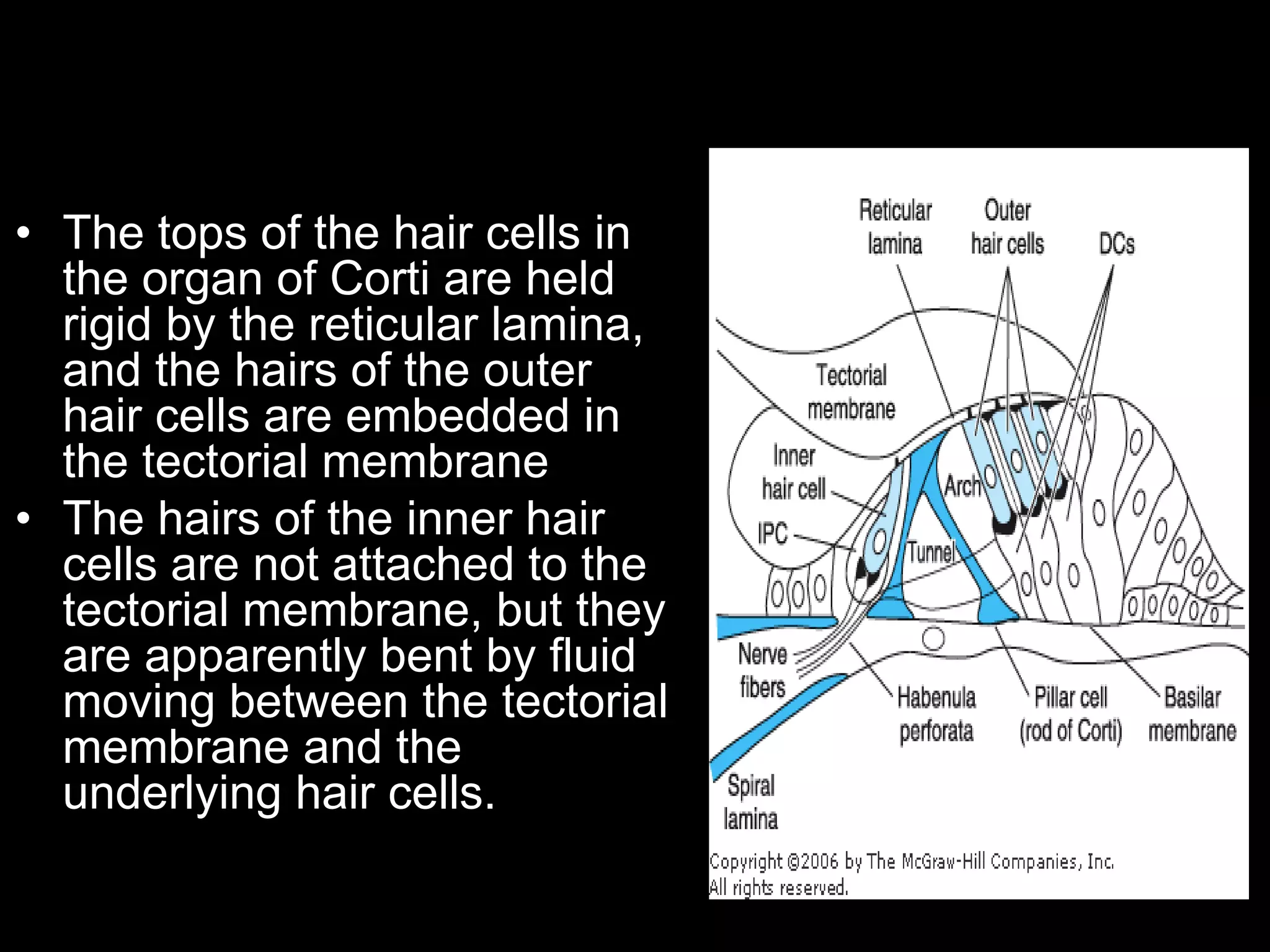 Inner ear physiology of hearing & Theories of hearing | PPTX