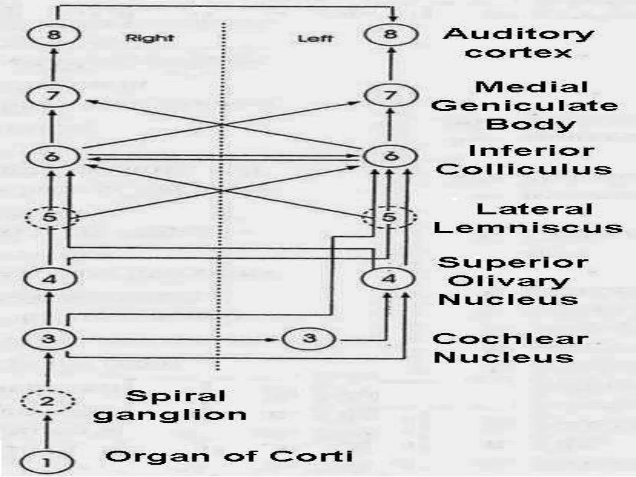 Inner ear physiology of hearing & Theories of hearing | PPTX