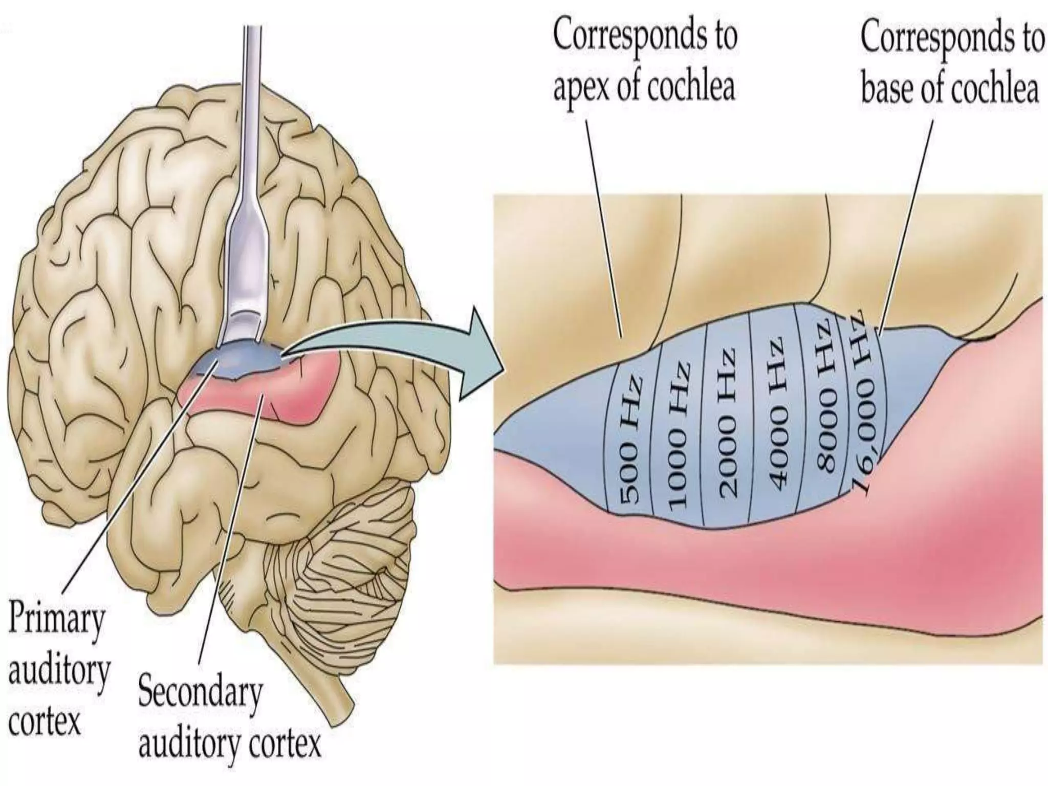 Inner ear physiology of hearing & Theories of hearing | PPTX