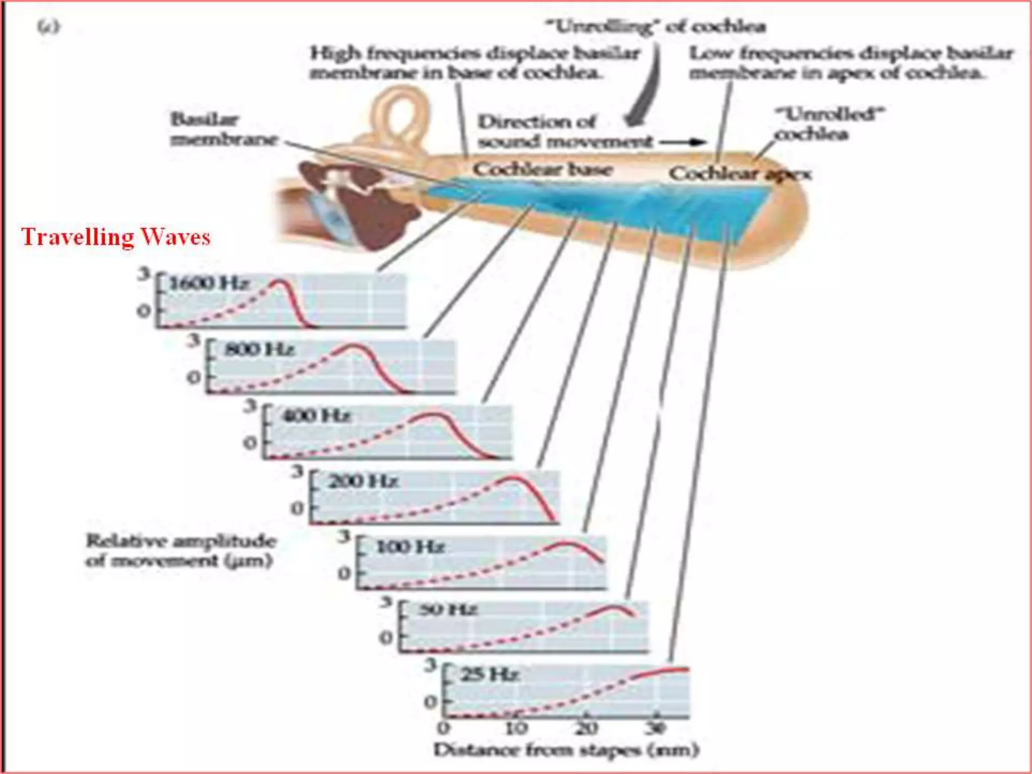 Inner ear physiology of hearing & Theories of hearing | PPTX