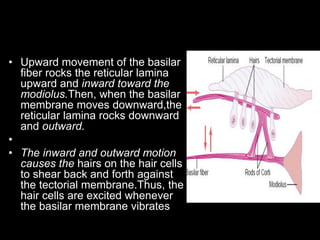 Inner ear physiology of hearing & Theories of hearing | PPTX