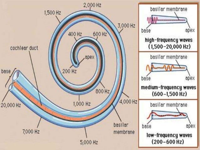 Inner ear physiology of hearing & Theories of hearing | PPTX