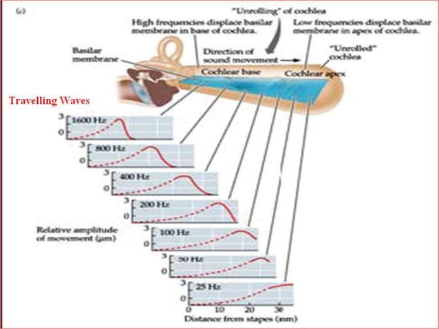 Inner ear physiology of hearing & Theories of hearing | PPT