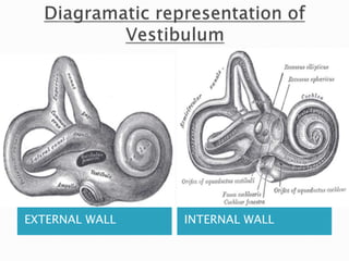 Anatomy of inner ear by Dr. Aditya Tiwari | PPTX