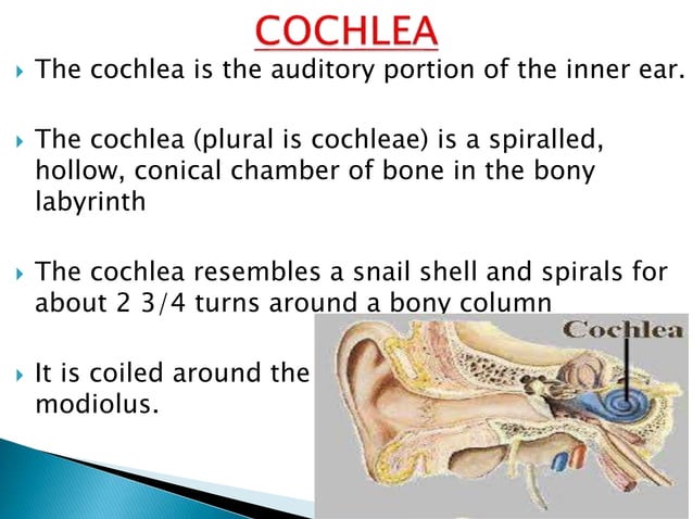 Anatomy of inner ear by Dr. Aditya Tiwari | PPTX