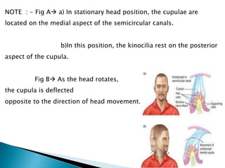 Anatomy of inner ear by Dr. Aditya Tiwari | PPTX