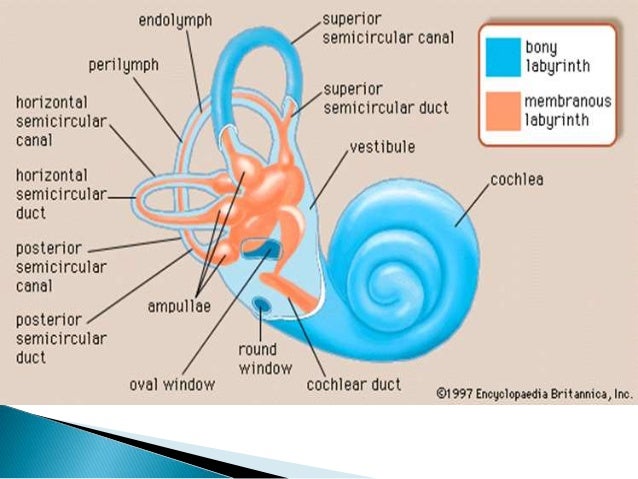 Anatomy of inner ear by Dr. Aditya Tiwari