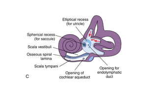 anatomy of inner ear vestibule utricle saccule and scc | PPTX