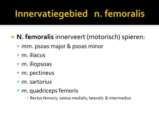 Innervatie van de heup | PPTX