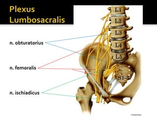 Innervatie van de heup | PPT
