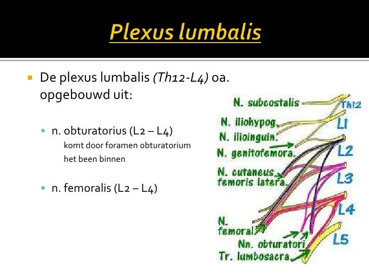 Innervatie van de heup